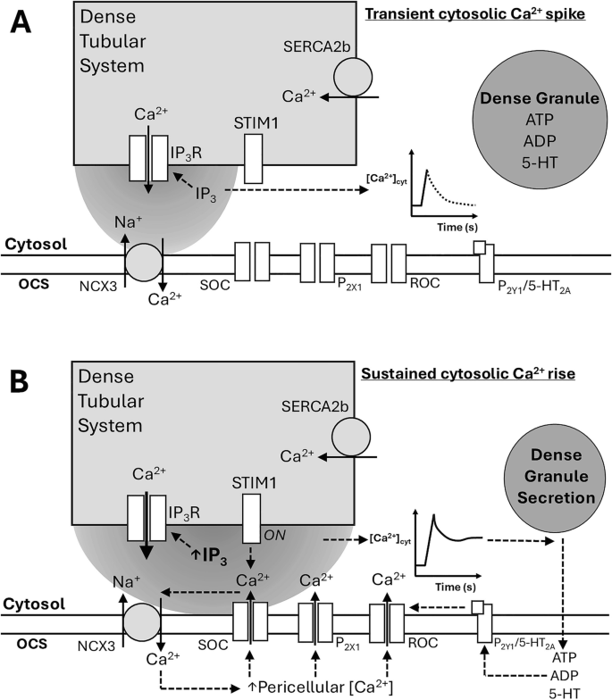 Platelet Signal Transduction: Calcium | Springer Nature Link