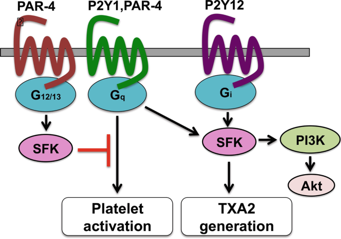 Platelet Signaling: Protein Phosphorylation | Springer Nature Link ...