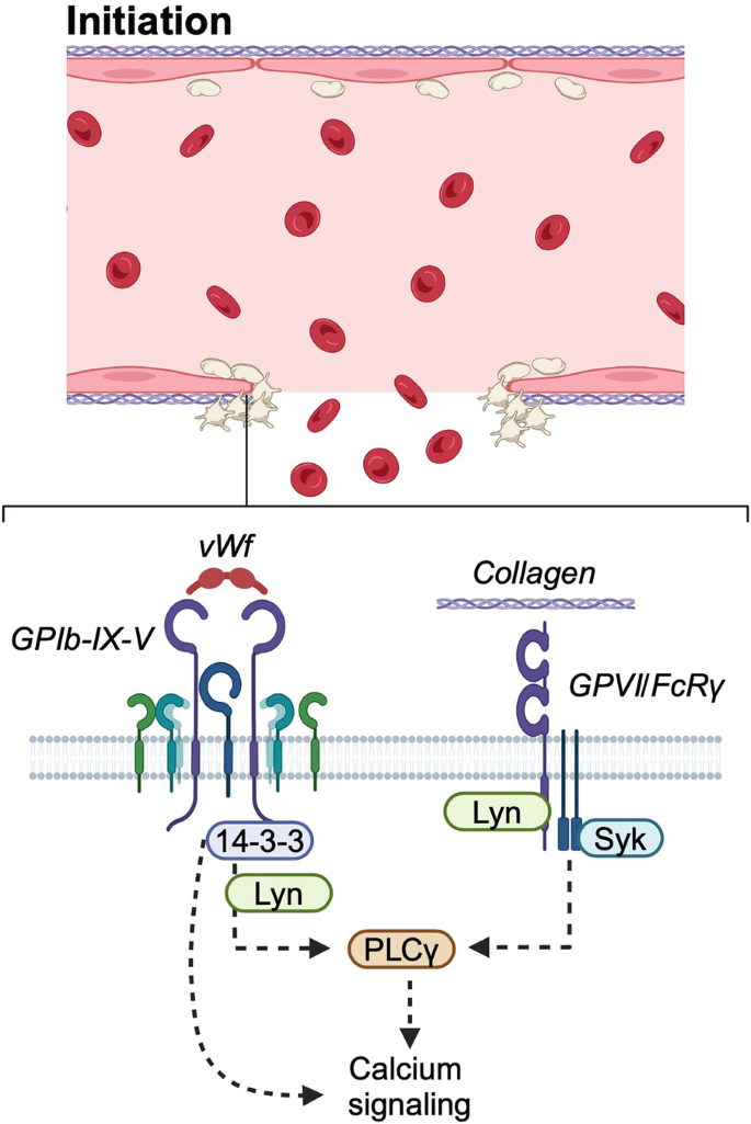Platelet Interactions with the Vessel Wall: The Kinetics of Hemostatic ...