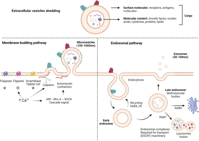 Platelet-Derived Extracellular Vesicles | SpringerLink