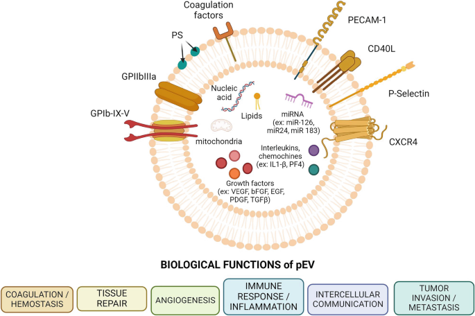 Platelet-Derived Extracellular Vesicles | SpringerLink