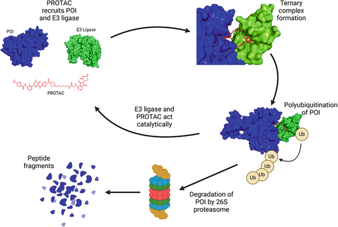 PROTACs as New Tools to Study Platelet Function | SpringerLink