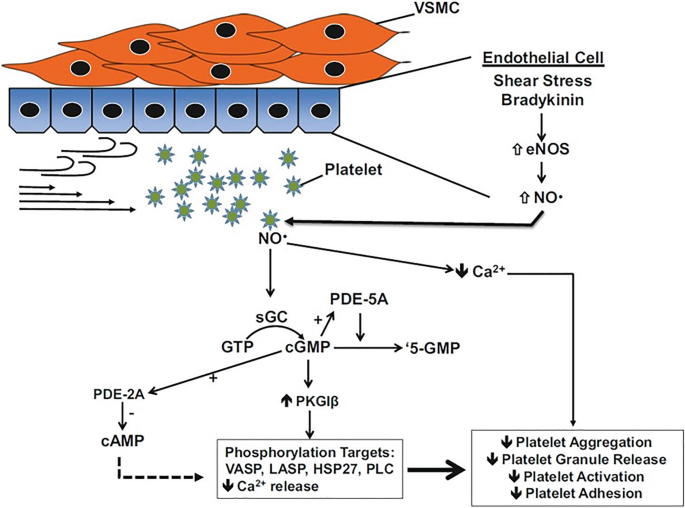 Platelet–Endothelium Interactions | SpringerLink