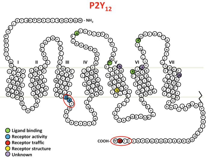 Inherited Platelet Function Disorders: G Protein-Coupled Receptor ...
