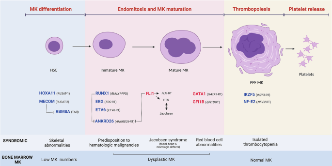 Inherited Platelet Function Disorders: Defects of Transcription Factors ...