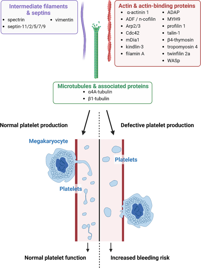 Inherited Platelet Function Disorders: Defects of Cytoskeletal Proteins ...