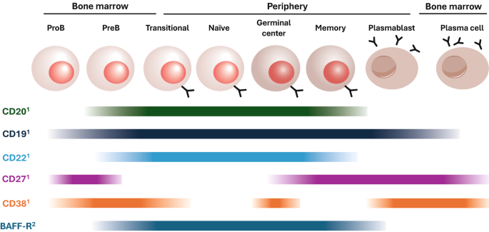 Immune Thrombocytopenia (ITP) | SpringerLink