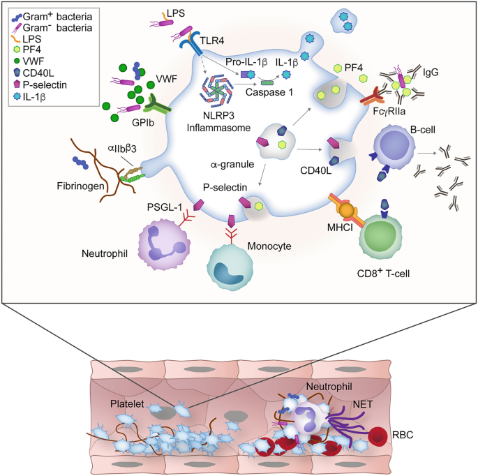 Platelet-Bacterial Interactions in Systemic Inflammation and Sepsis ...