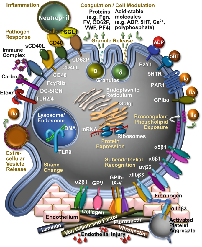 Platelets in Viral Pathophysiology | Springer Nature Link