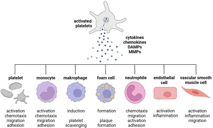 Platelets, Vascular Inflammation, and Atherosclerosis | SpringerLink