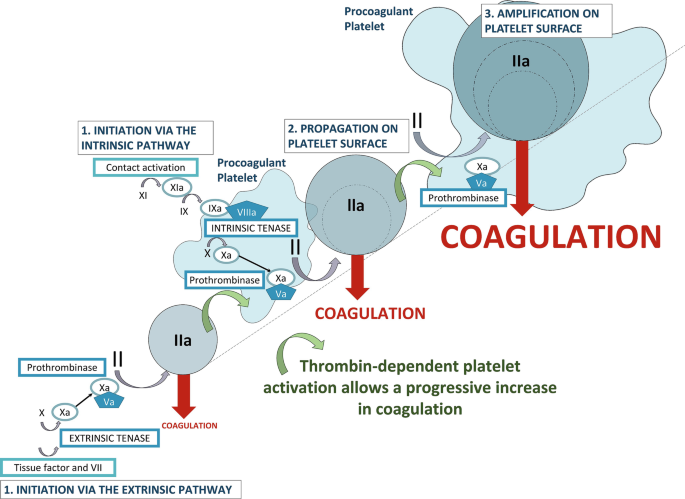 Antiplatelet Therapy for Venous Thromboembolism | SpringerLink