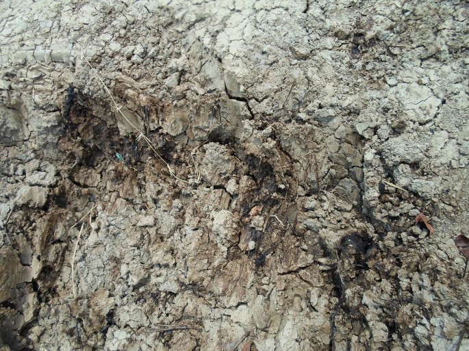 Origins and Causes of Soil Contamination: How This Is a Global ...