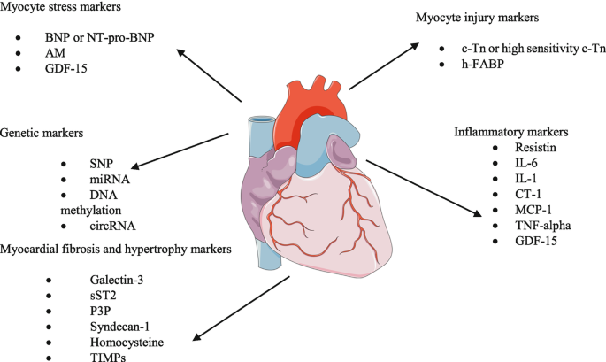 Biomarkers for Heart Failure | SpringerLink