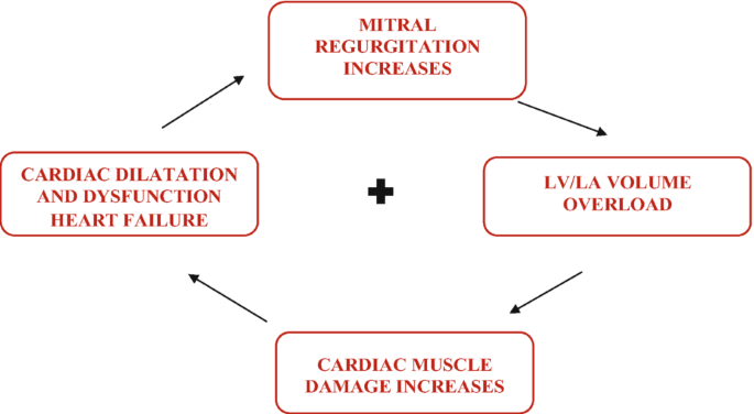 Heart Failure and Mitral Regurgitation—What We Need to Know? | SpringerLink