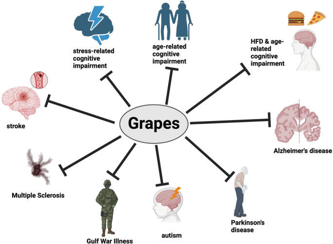 Grapes and Brain Health | SpringerLink