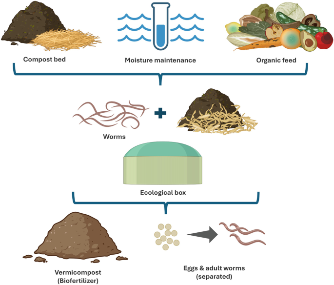 Vermicompost Use in Sustainable Agriculture: Impact on Soil Fertility ...