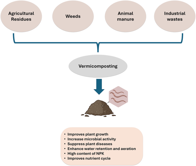 Vermicompost Use in Sustainable Agriculture: Impact on Soil Fertility ...