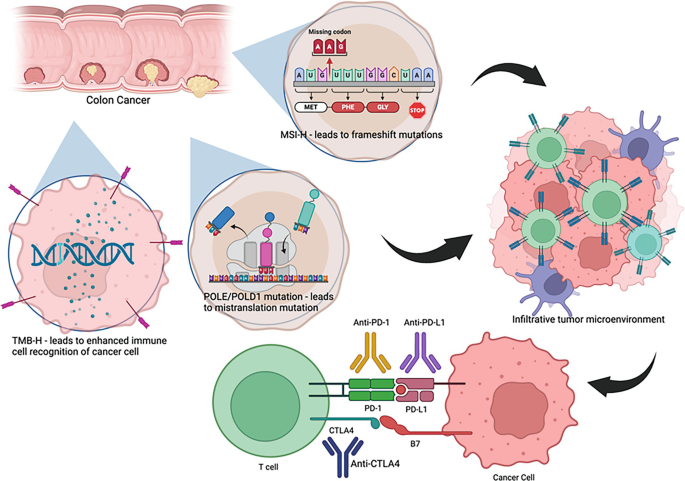 Colorectal Cancers and Immunotherapy | SpringerLink