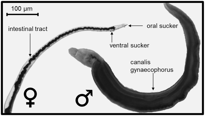 The Parasite’s Life Cycle and the Patient | Springer Nature Link