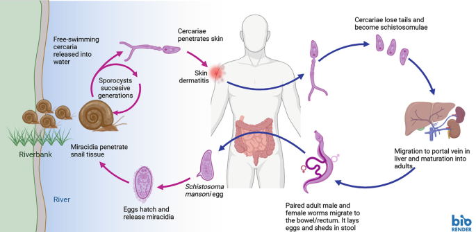 The Parasite’s Life Cycle and the Patient | Springer Nature Link