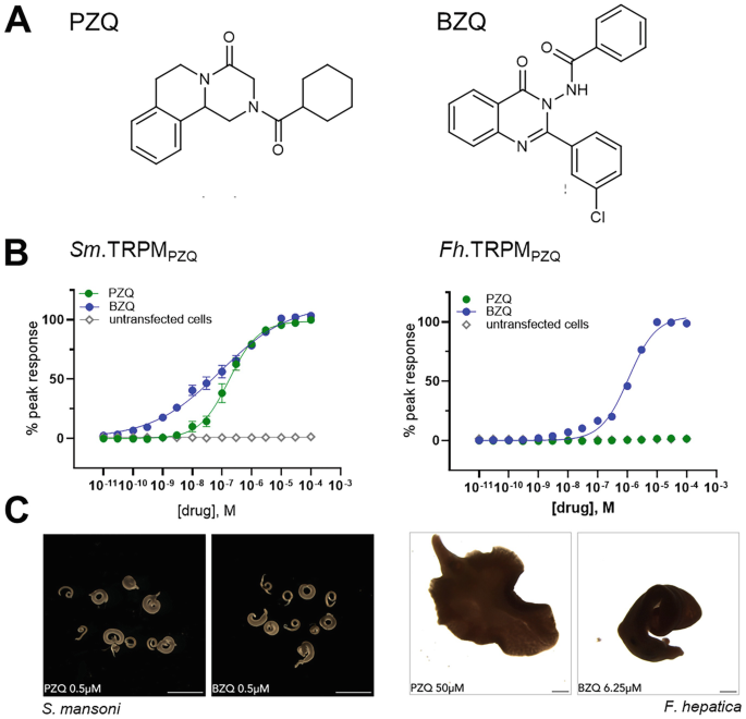 The Molecular Drug Target of Praziquantel | Springer Nature Link