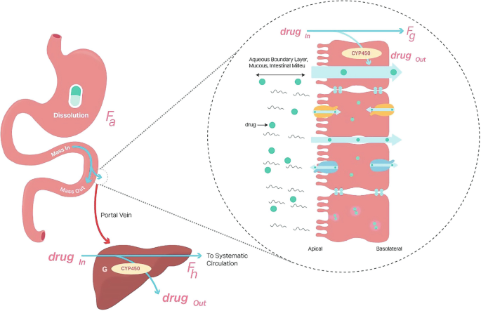 In Life Behavior of Praziquantel and Relationship Between Drug Exposure ...