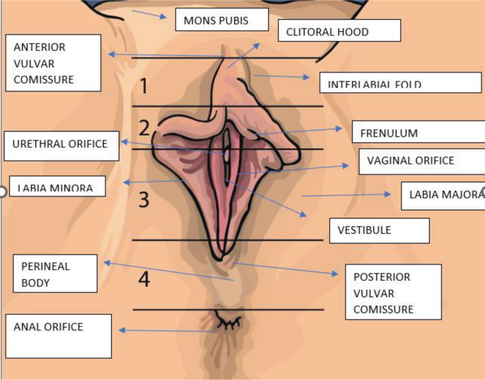 Labia Majora Anatomy | SpringerLink