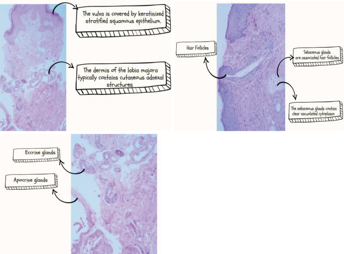 Labia Majora Anatomy | SpringerLink