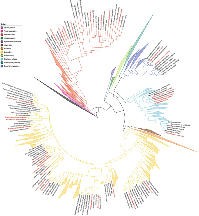 Osmotolerant and Osmophilic Yeasts | SpringerLink