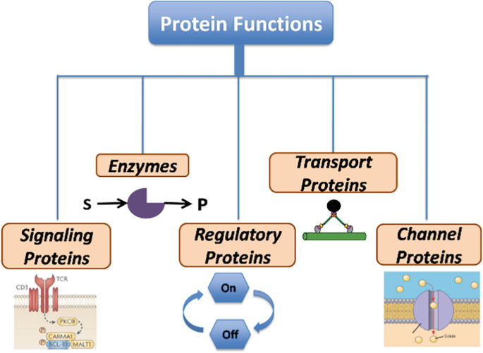 Modelling Three-Dimensional Structures of Proteins Using Networks ...