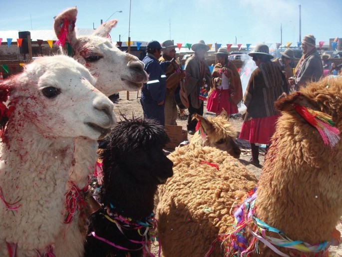 Uywaña and Sarawi. Relational Approach to Camelids and Humans (Tarapacá ...