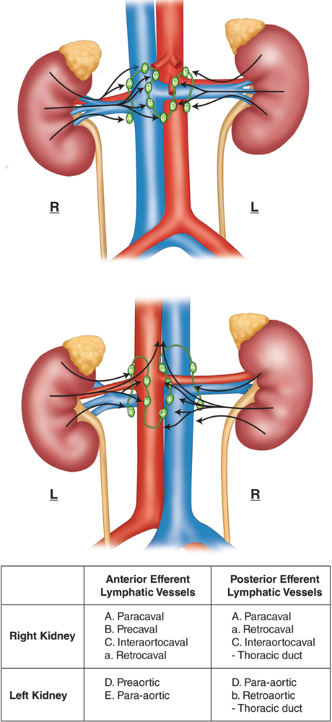 Role of Lymphadenectomy in Renal Cell Cancer | Springer Nature Link