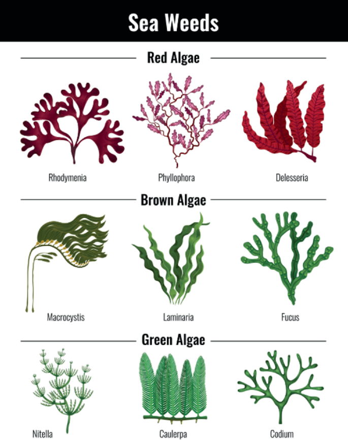 Biovalorization of Algae: An Ecological Approach to Soil Fertilization ...
