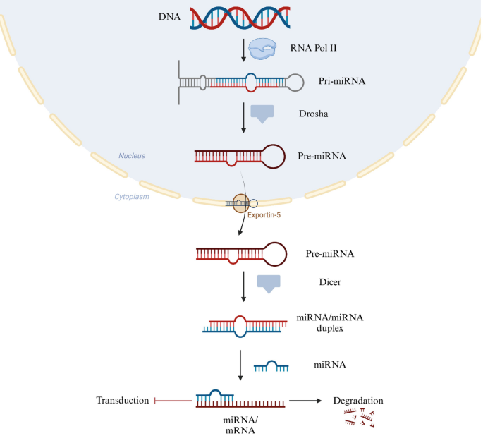 AI-Driven Discovery of microRNA Targets for Disease Therapy and Drug ...