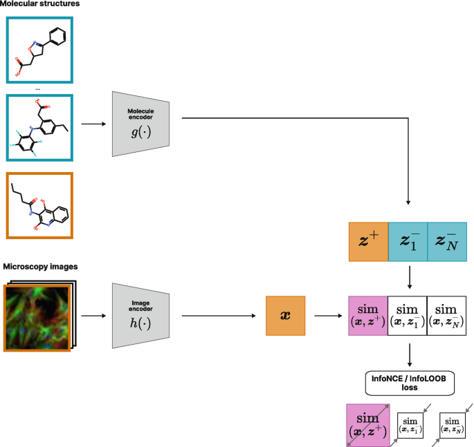 Contrastive Learning Approaches for Drug Discovery | Springer Nature Link