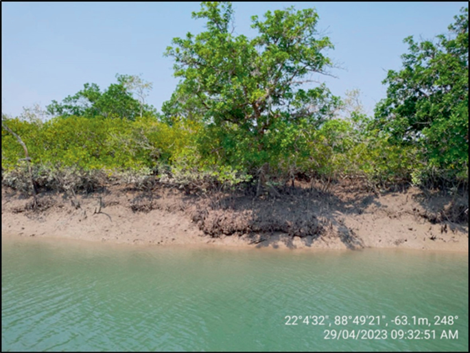 Mangrove Monitoring Using Geospatial Technologies Incorporating Field ...