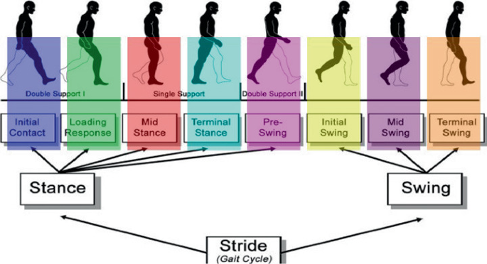 Leveraging Convolutional Neural Networks for Gait Recognition and ...