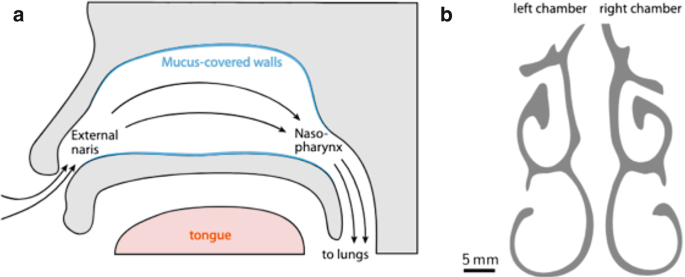 Breathing at Extremes of Temperature and Humidity | SpringerLink