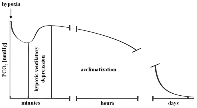 Breathing and Pulmonary Circulation at High Altitudes | SpringerLink