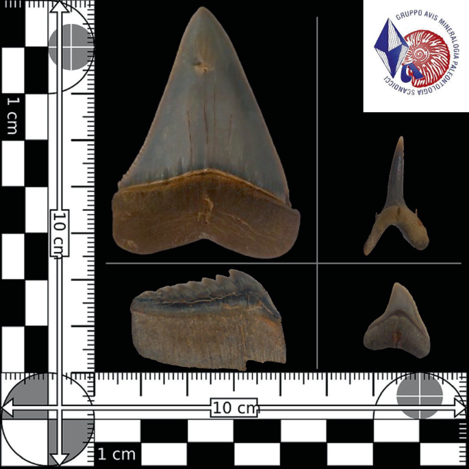 Fossil Shark Tooth Classification Using Deep Learning for ...