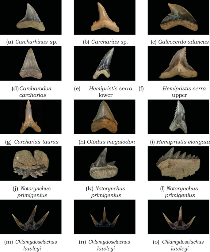 Fossil Shark Tooth Classification Using Deep Learning for ...