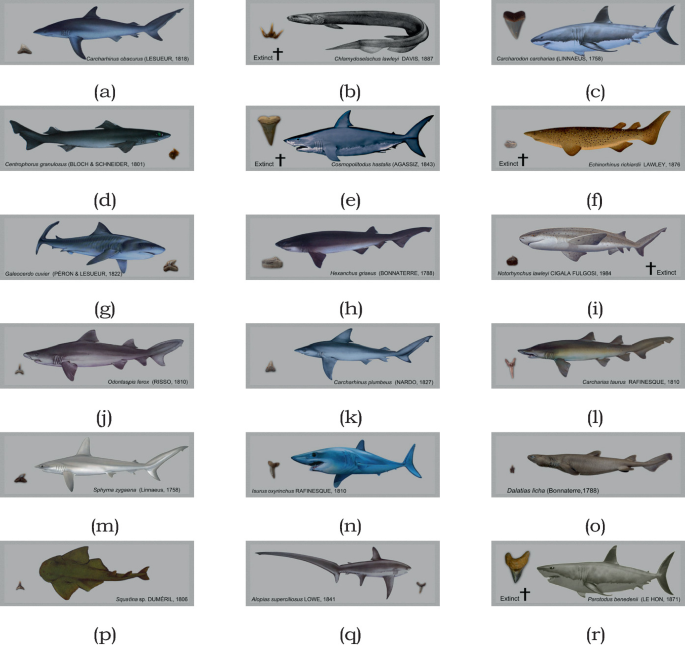 Fossil Shark Tooth Classification Using Deep Learning for ...