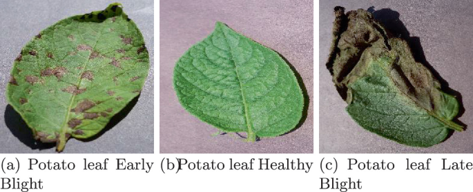 Potato Leaf Disease Classification Using Resnet50ViT | SpringerLink