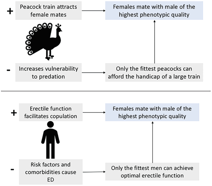 The Canary and the Bone: A Darwinian Lecture on Erectile Dysfunction ...