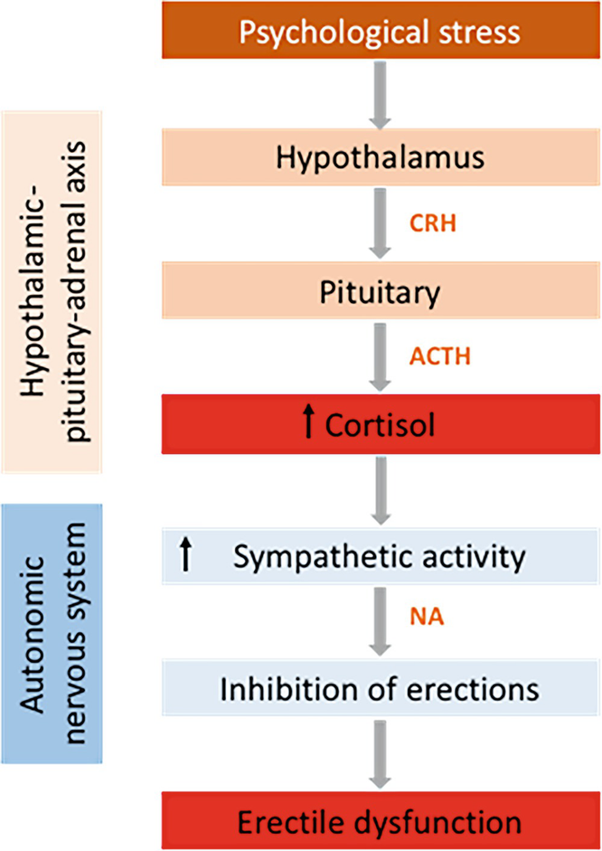 Psychological and Psychiatric Underpinnings of Erectile Dysfunction ...