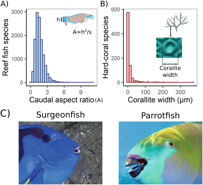 Snapshots of Coral Reef Biodiversity | SpringerLink