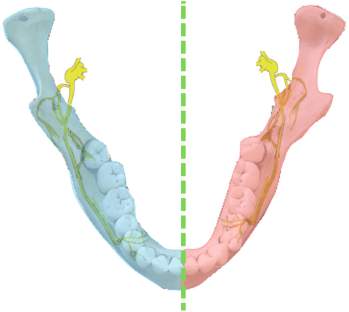 Features of the Stomatognathic System in Mammals | SpringerLink