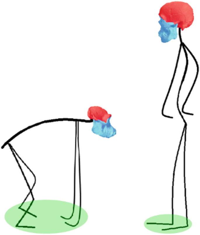 The Stomatognathic System in Human Evolution: Bipedalism and ...