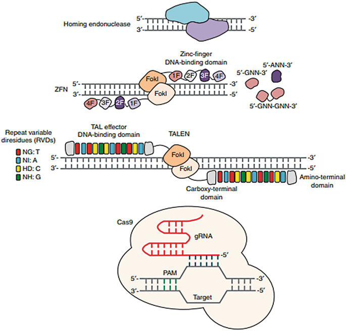 Genome Editing as Genetic Engineering Tool: Potential Applications in ...