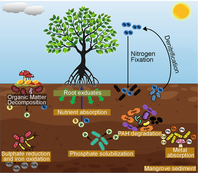 Microbial Contributions to Nutrient Cycling and Soil Fertility ...